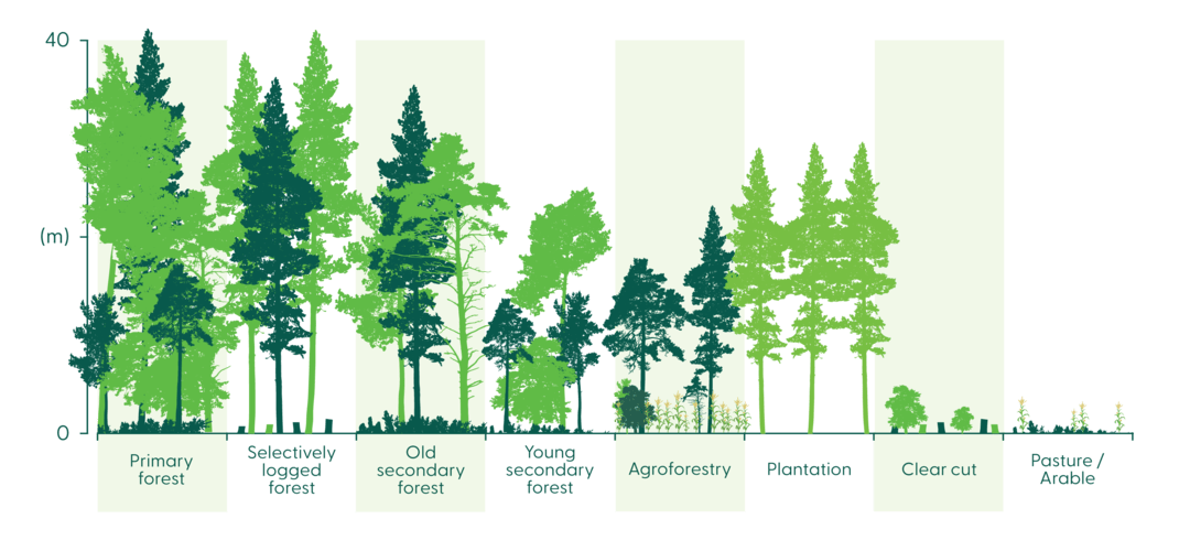 Gestion forestière : outils pratiques pour des forêts en bonne santé | Forest Stewardship Council